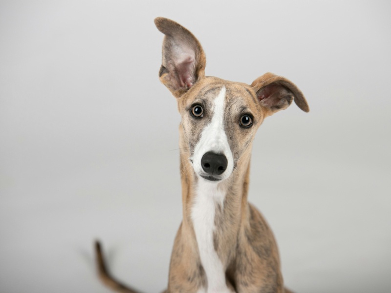 The Complete List of Grey Dog Breeds - Flora Fauna Fun