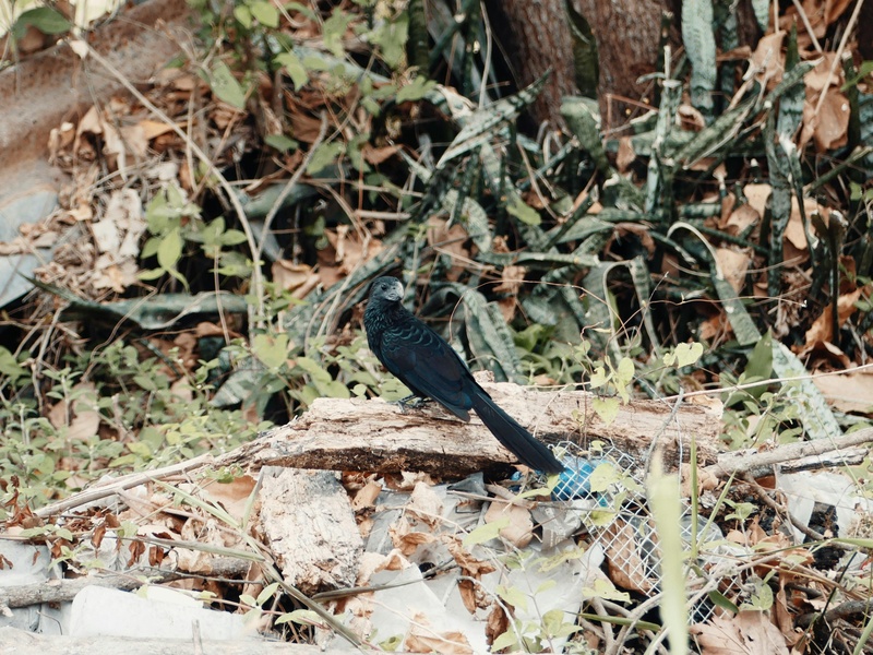 The Complete List of Birds of Honduras - Flora Fauna Fun