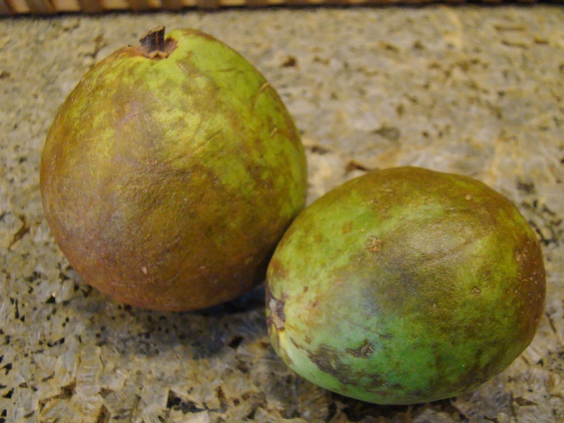 Fruits of Mauritius: The Complete List - Flora Fauna Fun