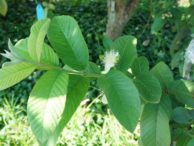 The Complete List of Fruits of Namibia - Flora Fauna Fun