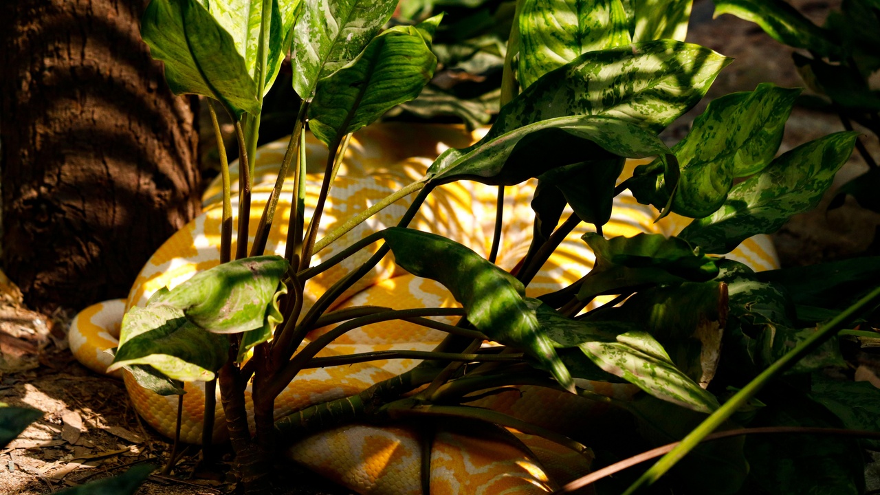 5 Differences Between Garter Snakes and Garden Snakes - Flora Fauna Fun