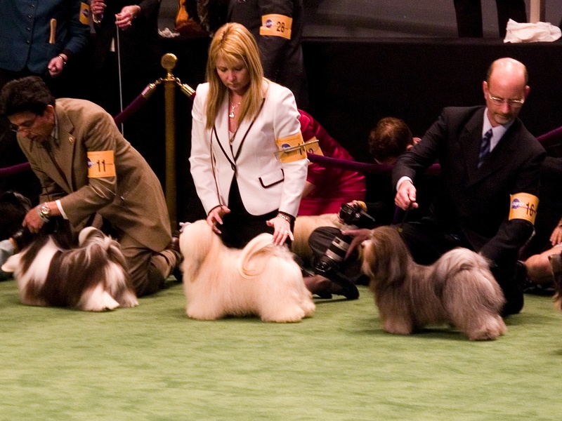 The Complete List of Long-Haired Dog Breeds - Flora Fauna Fun