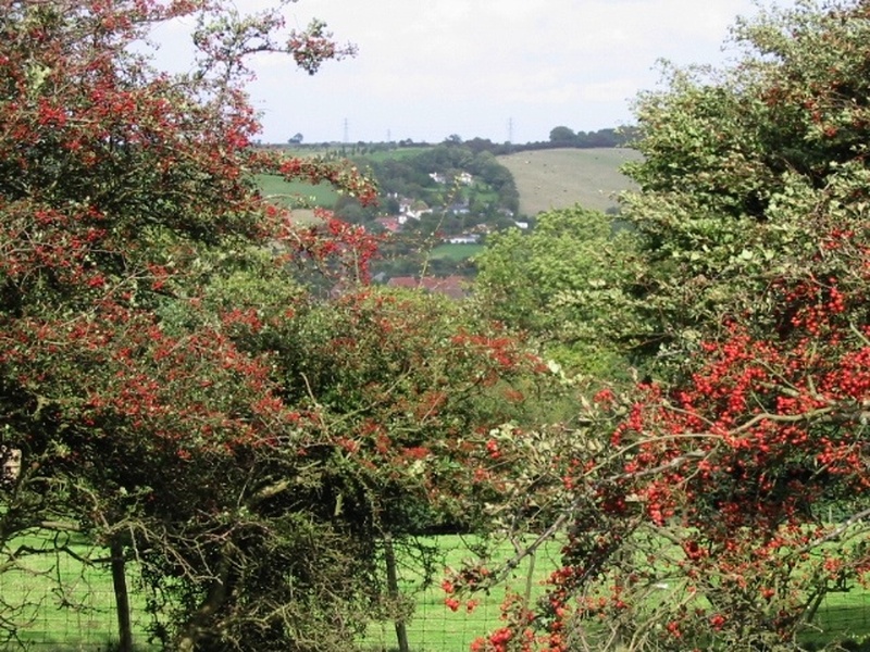 The Complete List of Fruits of Ireland - Flora Fauna Fun