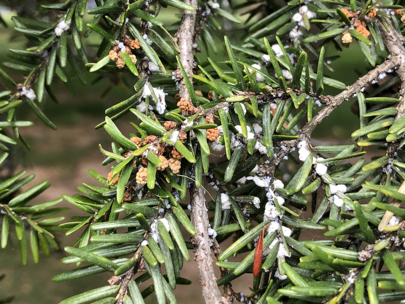 The Complete List of Invasive Species in Virginia - Flora Fauna Fun