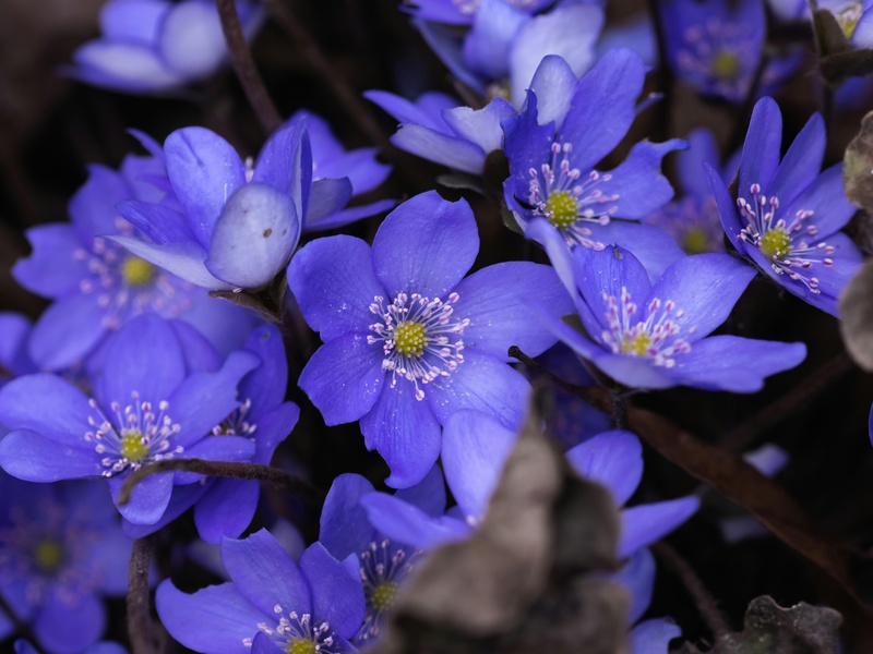 Austria's Native Plants: The Complete List - Flora Fauna Fun
