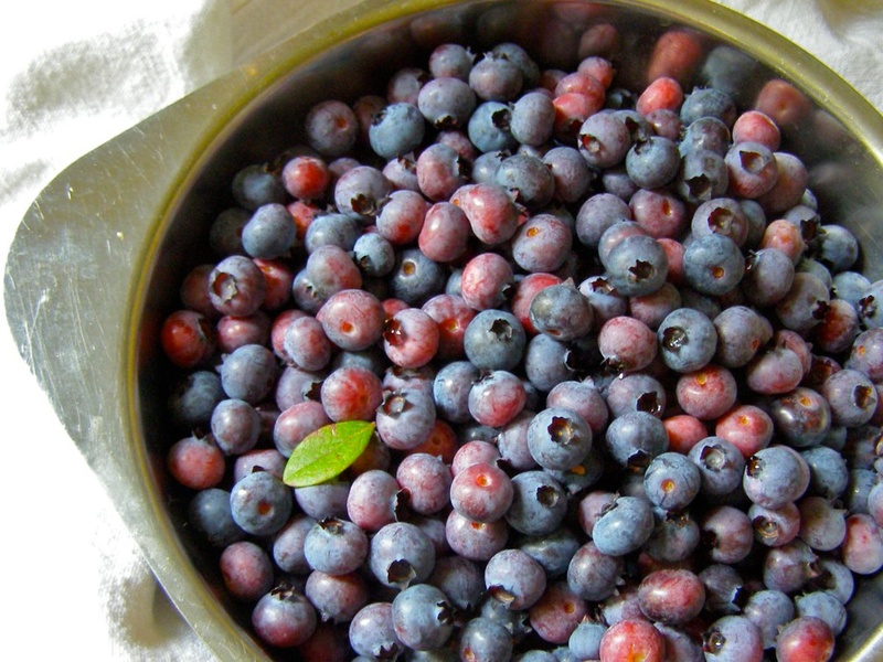 List of Fruits Of Norway - Flora Fauna Fun