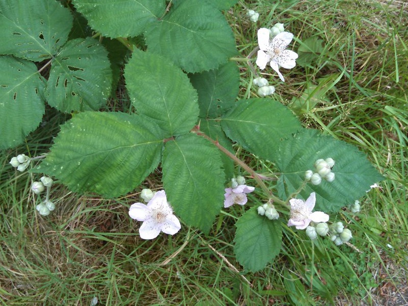 Invasive Species in Washington: The Complete List - Flora Fauna Fun