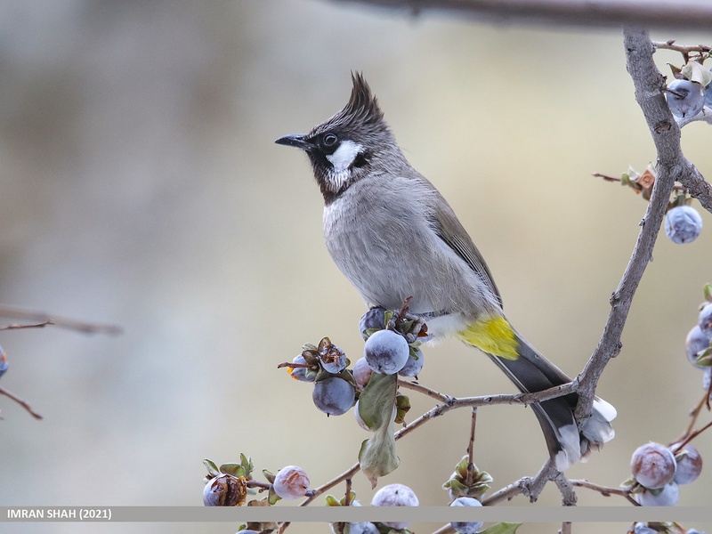 The Complete List of Birds of Nepal - Flora Fauna Fun