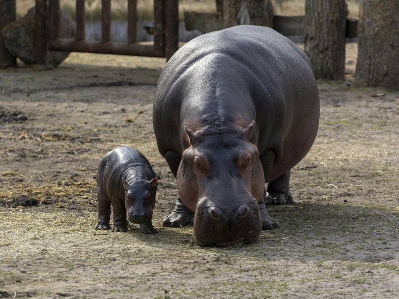 List of Burundi's Native Animals - Flora Fauna Fun