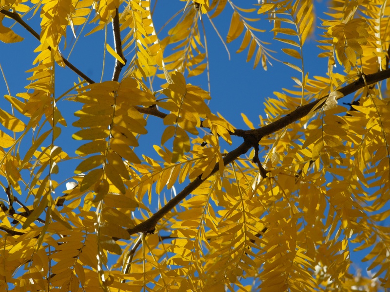 Trees of Georgia: The Complete List - Flora Fauna Fun