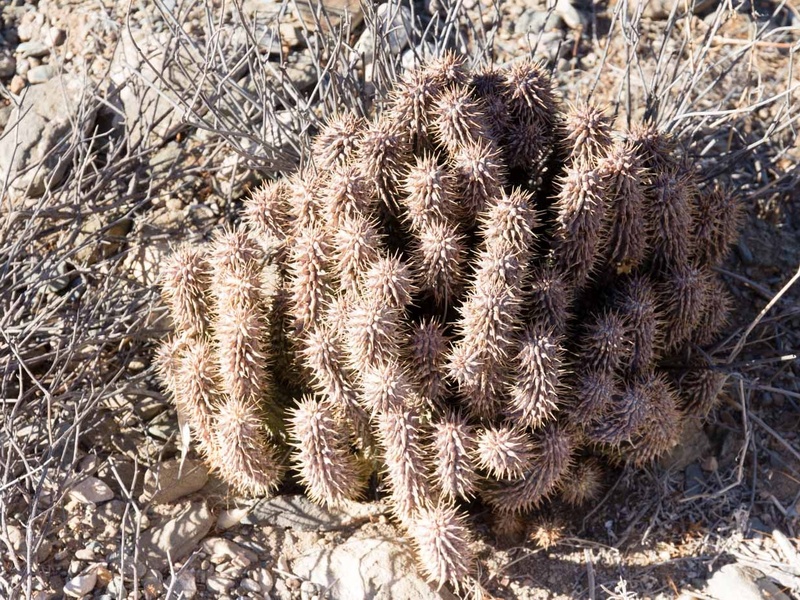 Flowers Of Namibia: The Complete List - Flora Fauna Fun