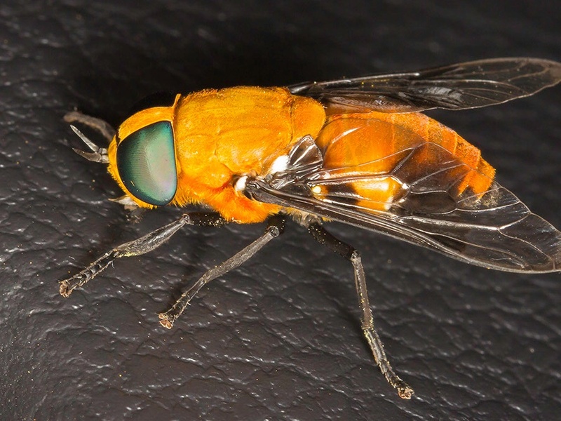 List of Dangerous Animals in the United Kingdom - Flora Fauna Fun