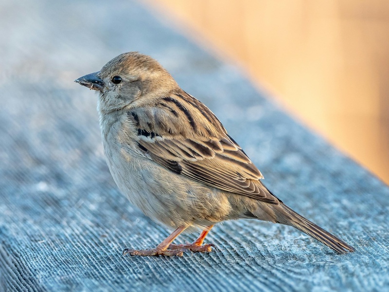 Invasive Species in Washington: The Complete List - Flora Fauna Fun
