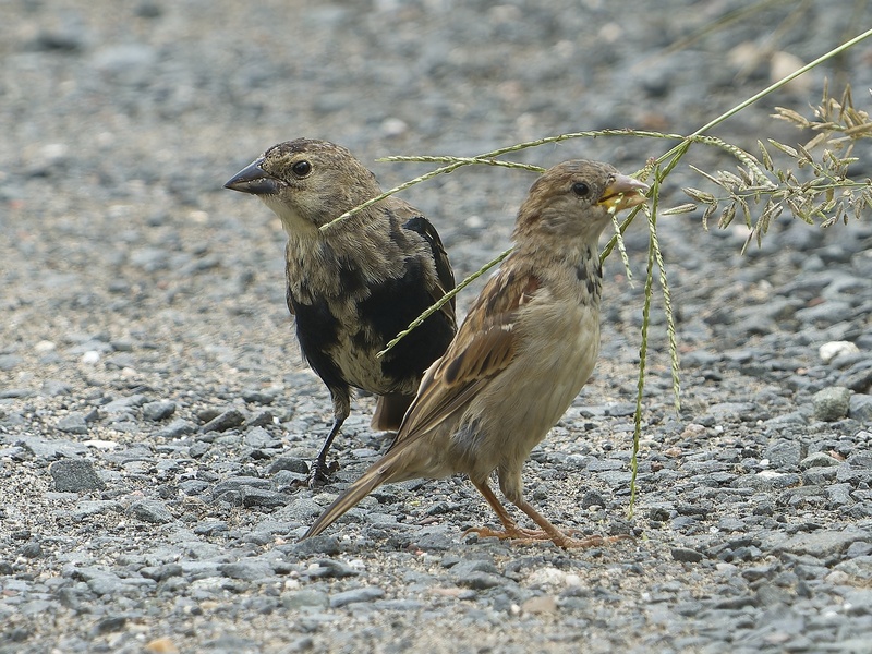 The Complete List of Invasive Species in Virginia - Flora Fauna Fun