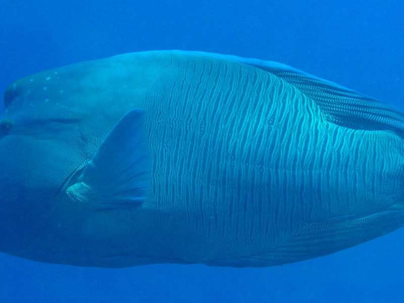 List of Marshall Islands Native Animals - Flora Fauna Fun