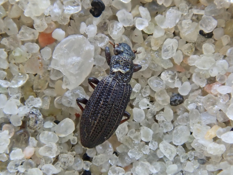 List of Water Beetles - Flora Fauna Fun