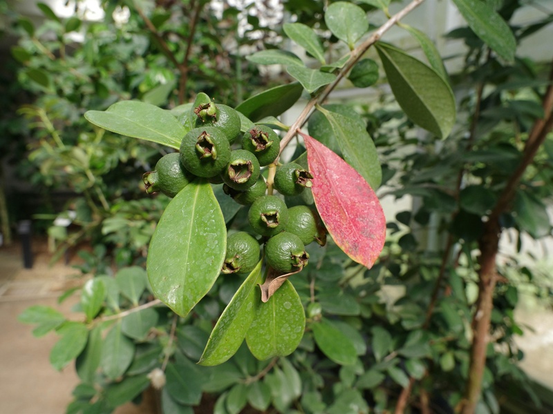 Native Plants of Laos: The Complete List - Flora Fauna Fun
