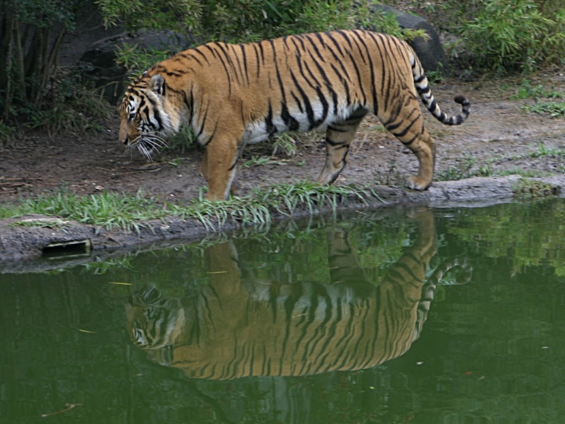 Rare Animals in China: The Complete List - Flora Fauna Fun