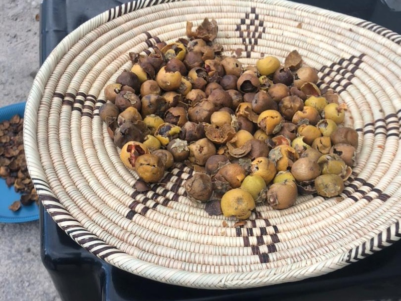 The Complete List of Fruits of Namibia - Flora Fauna Fun
