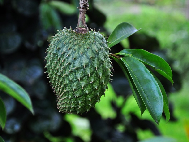 The Complete List of Fruits of Samoa - Flora Fauna Fun