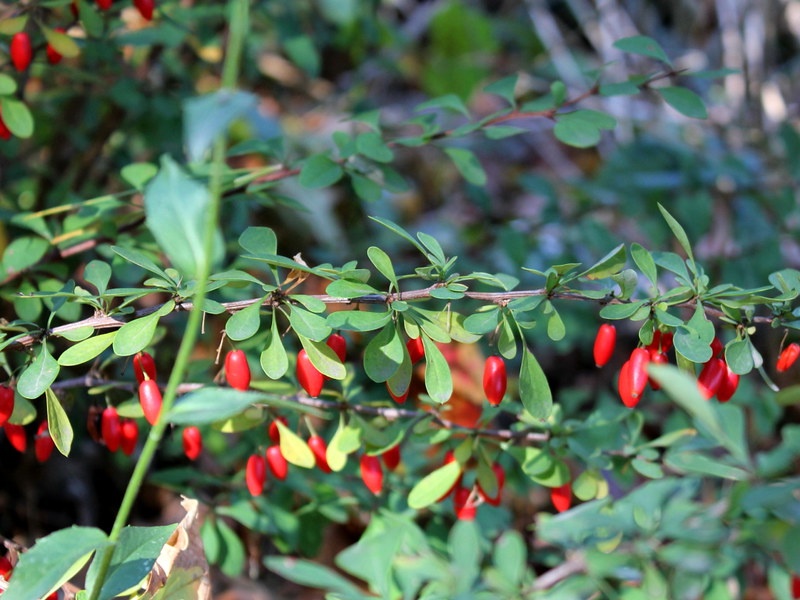 The Complete List of Invasive Species in Virginia - Flora Fauna Fun