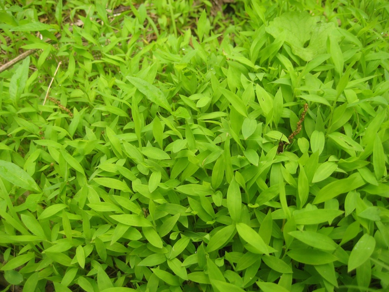 The Complete List of Invasive Species in Virginia - Flora Fauna Fun
