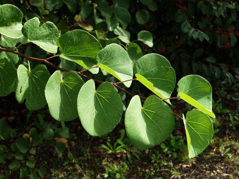 Trees of Montenegro: The Complete List - Flora Fauna Fun