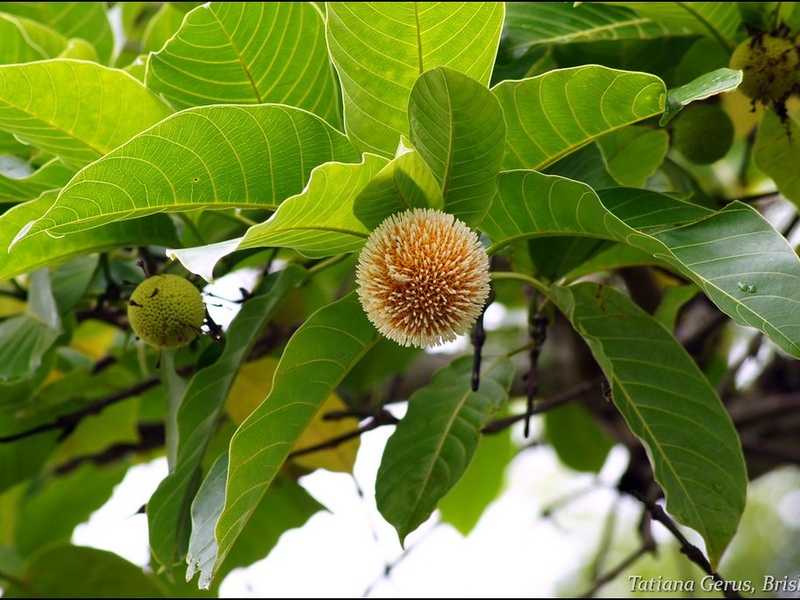 Trees of Bangladesh: The Complete List - Flora Fauna Fun