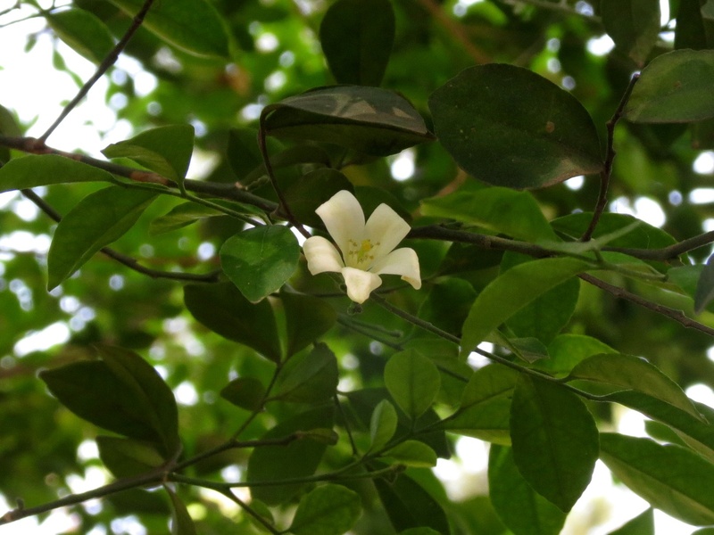 List of Philippine Native Plants - Flora Fauna Fun