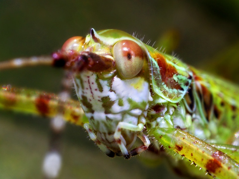 Temperate Forest Insects List - Flora Fauna Fun