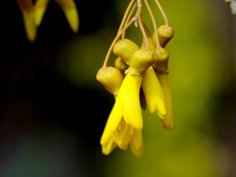 List of New Zealand Native Plants - Flora Fauna Fun