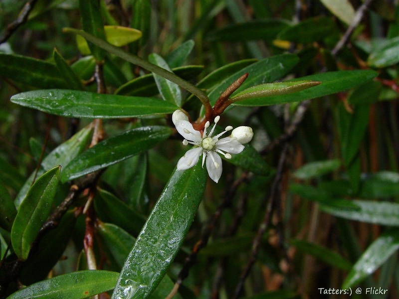 List of New Zealand Native Plants - Flora Fauna Fun