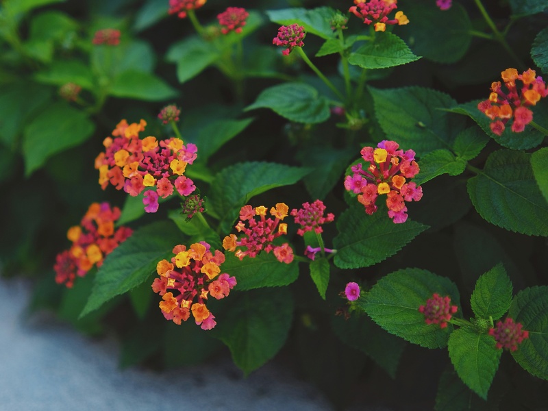 List of Flowers of Egypt - Flora Fauna Fun