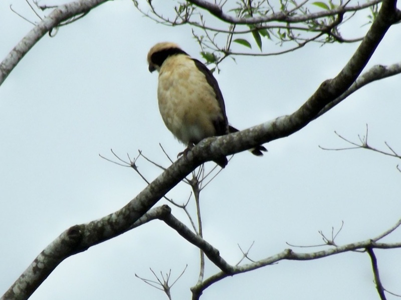 The Complete List of Birds of Honduras - Flora Fauna Fun