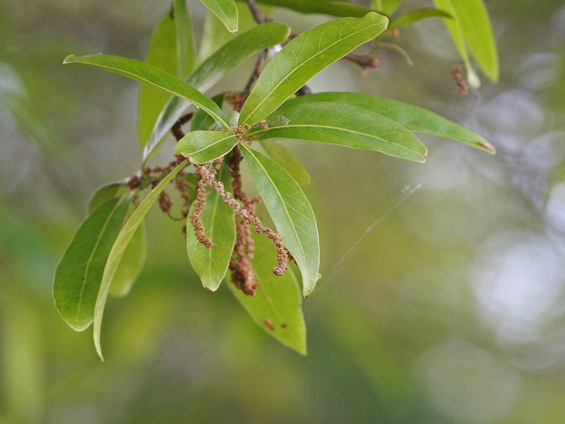Trees of Georgia: The Complete List - Flora Fauna Fun