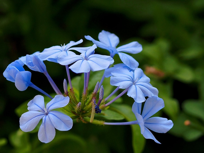 Flowers of Haiti: The Complete List - Flora Fauna Fun
