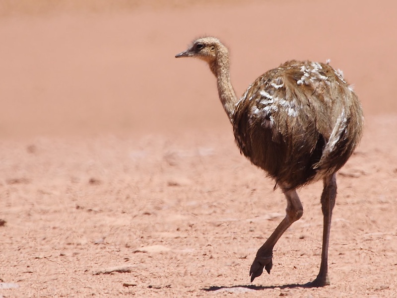 Temperate Grasslands Animals: The Complete List - Flora Fauna Fun