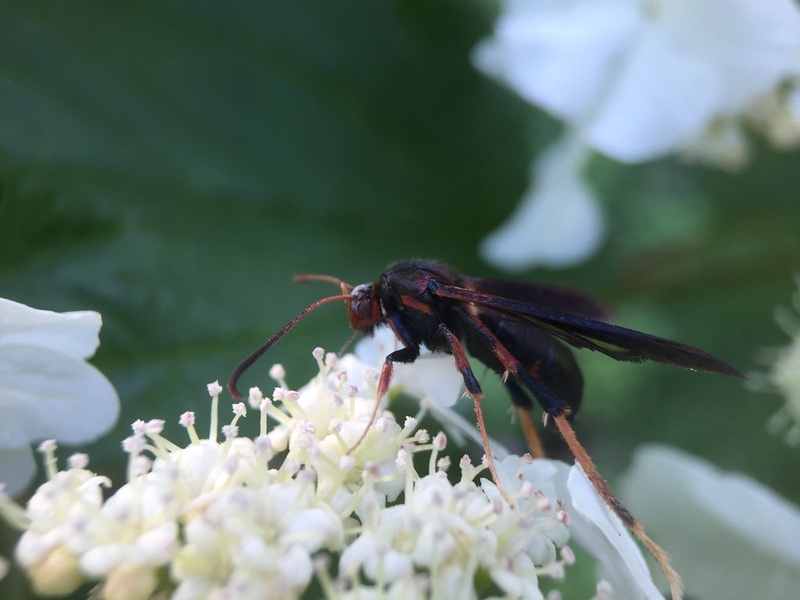 List of Tree Bugs - Flora Fauna Fun
