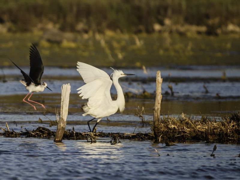 Animals of Israel - Flora Fauna Fun