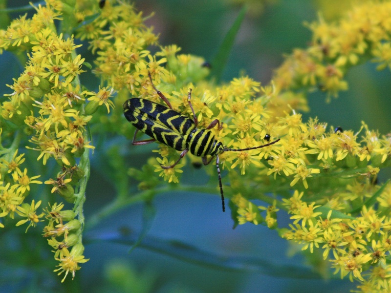 List of Tree Bugs - Flora Fauna Fun
