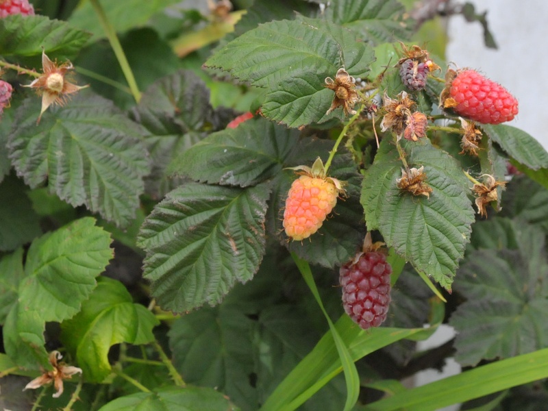 The Complete List of Fruits of Ireland - Flora Fauna Fun