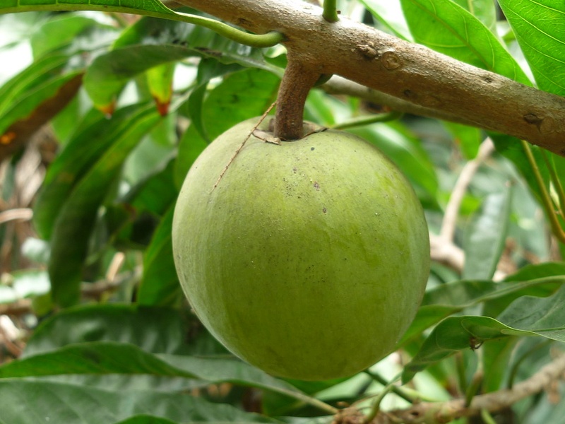 Trees of Peru - Flora Fauna Fun