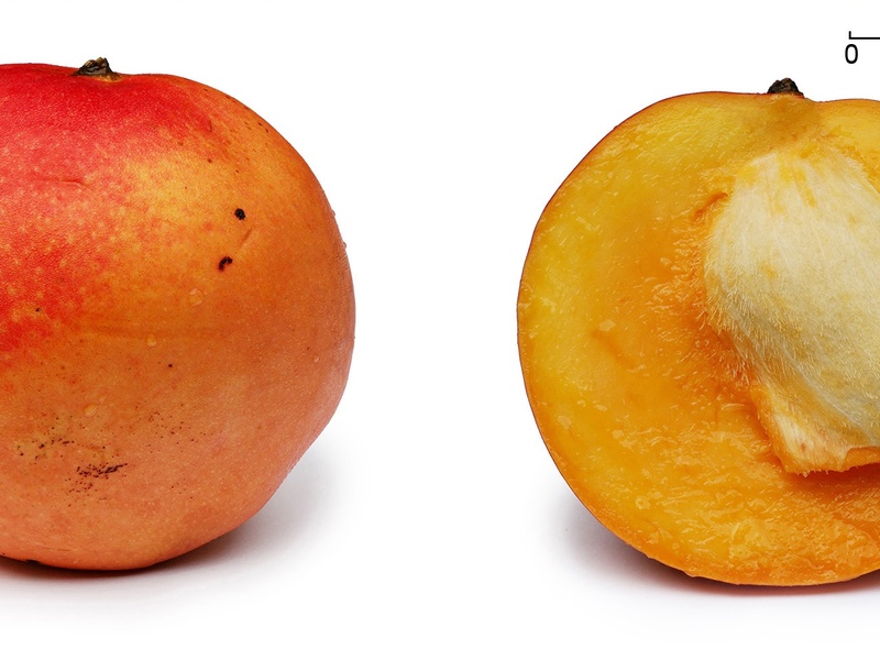 The Complete List of Fruits of Namibia - Flora Fauna Fun