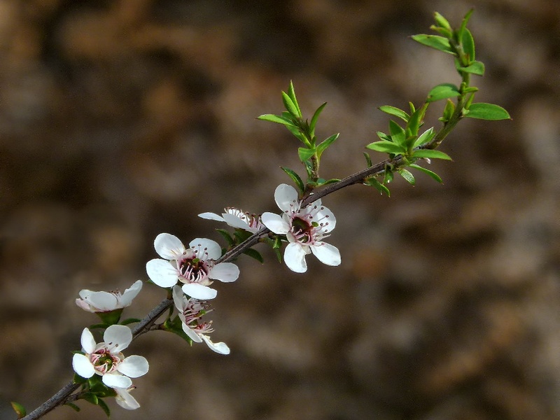 List of New Zealand Native Plants - Flora Fauna Fun