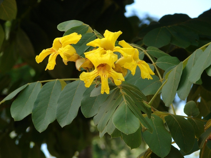 Trees Of Kenya: The Complete List - Flora Fauna Fun