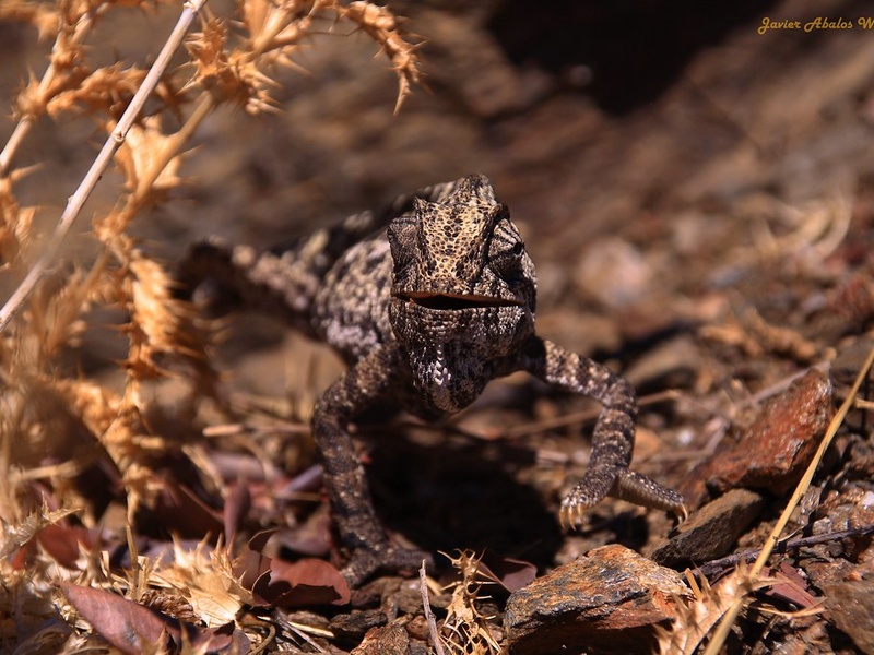 Morocco's Native Animals: The Complete List - Flora Fauna Fun