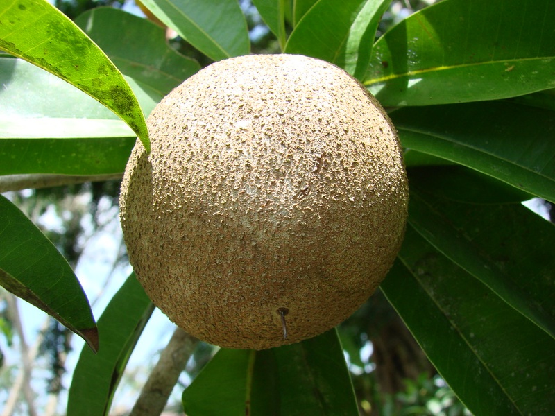 List of Fruits Of Norway - Flora Fauna Fun