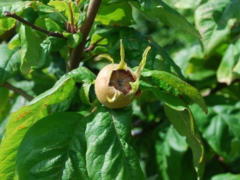 The Complete List of Fruits of Ireland - Flora Fauna Fun