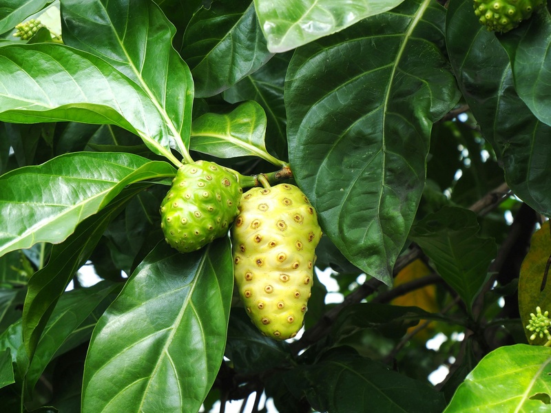 Fruits of Malaysia: The Complete List - Flora Fauna Fun