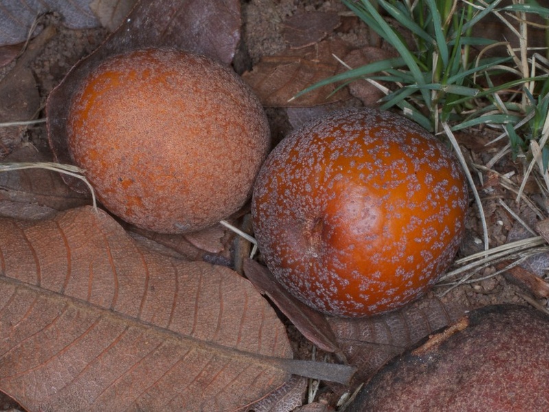 The Complete List of Fruits of Namibia - Flora Fauna Fun